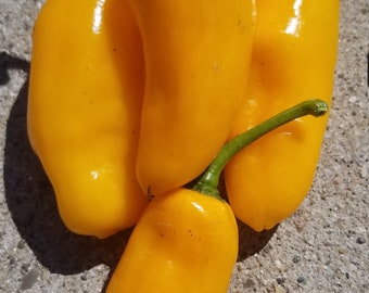 25 Datil Pepper Seeds-1131a - Etsy