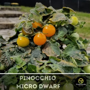 Pinocchio Micro Dwarf Tomato Seeds - Etsy