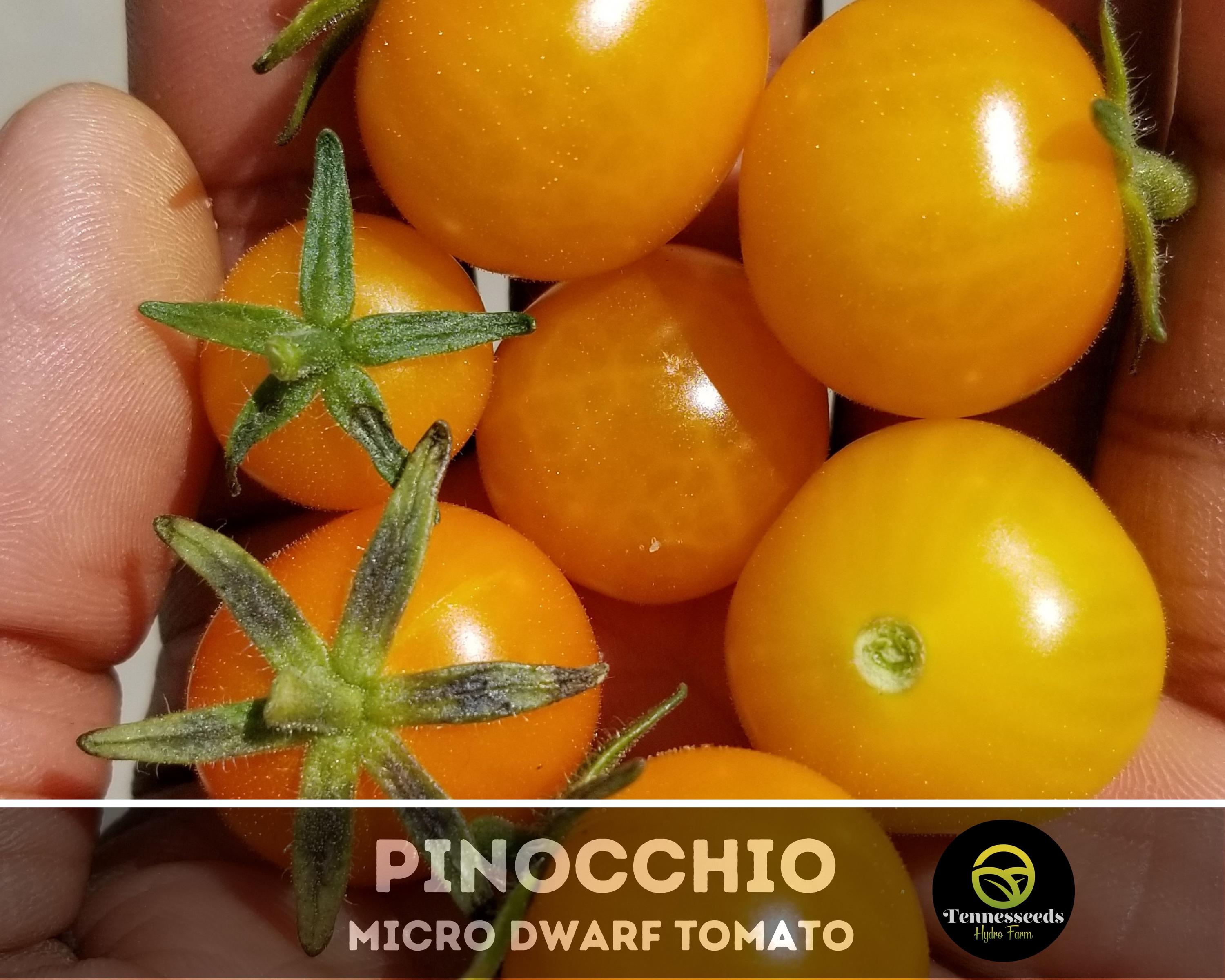 Pinocchio Micro Dwarf Tomato Seeds - Etsy