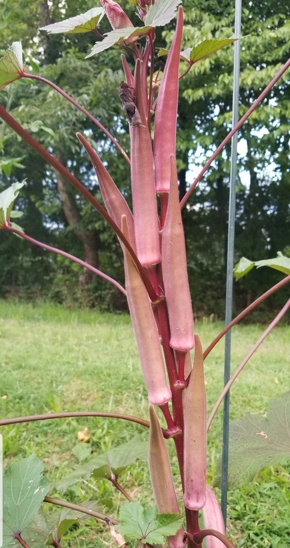 Pink Okinawa Okra Seeds | Etsy