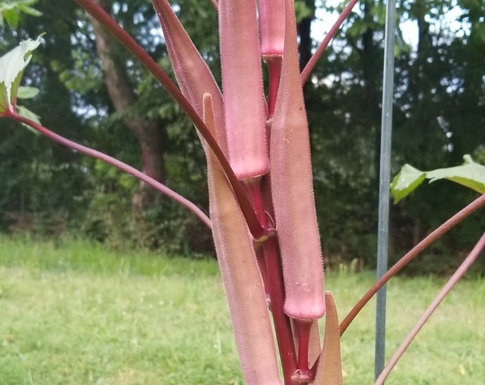 Pink Okinawa Okra Seeds - Etsy