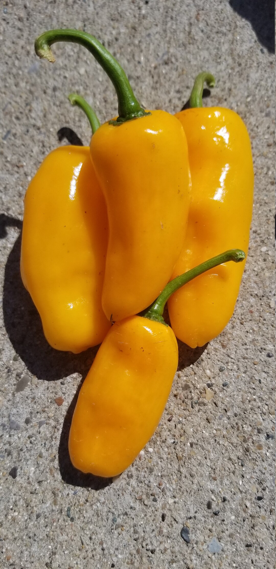 Datil Pepper Seeds - Yellow 25 Seeds - Etsy