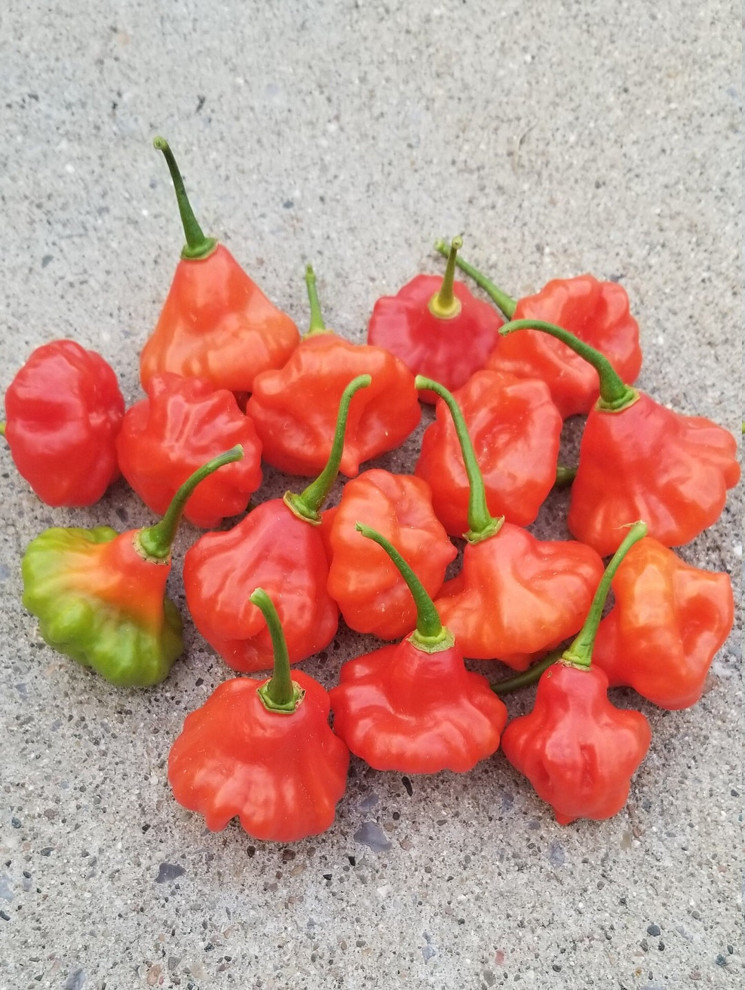 Aji Dulce 1 Pepper Seeds Ajicito Aji Gustoso Ají Cachucha - Etsy Aji Dulce 1 Pepper Seeds Ajicito Aji Gustoso Ají Cachucha - Etsy