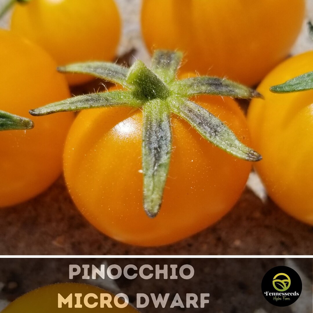 Pinocchio Micro Dwarf Tomato Seeds - Etsy