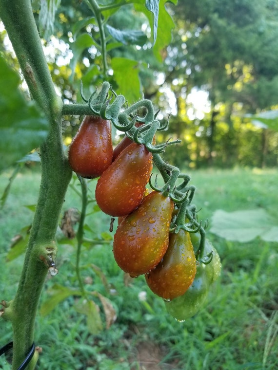 Chocolate Tomato Seeds
