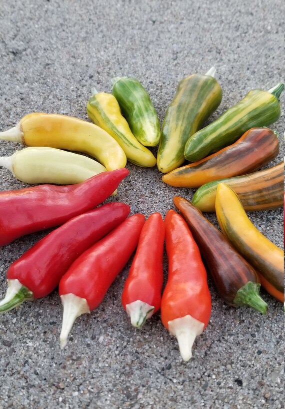 Fish Pepper Seeds | Etsy