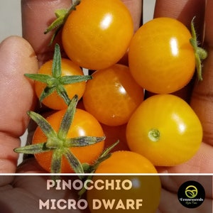 Pinocchio Micro Dwarf Tomato Seeds - Etsy