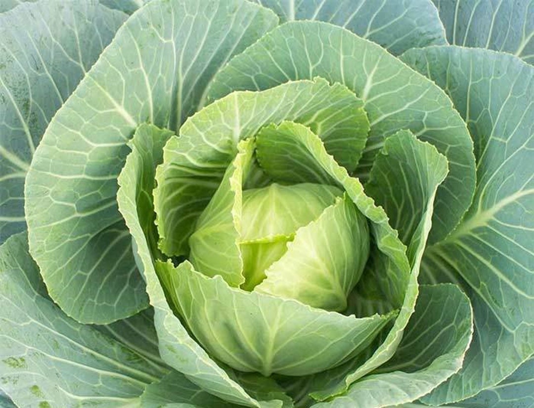 Vates Collards Seeds - Etsy