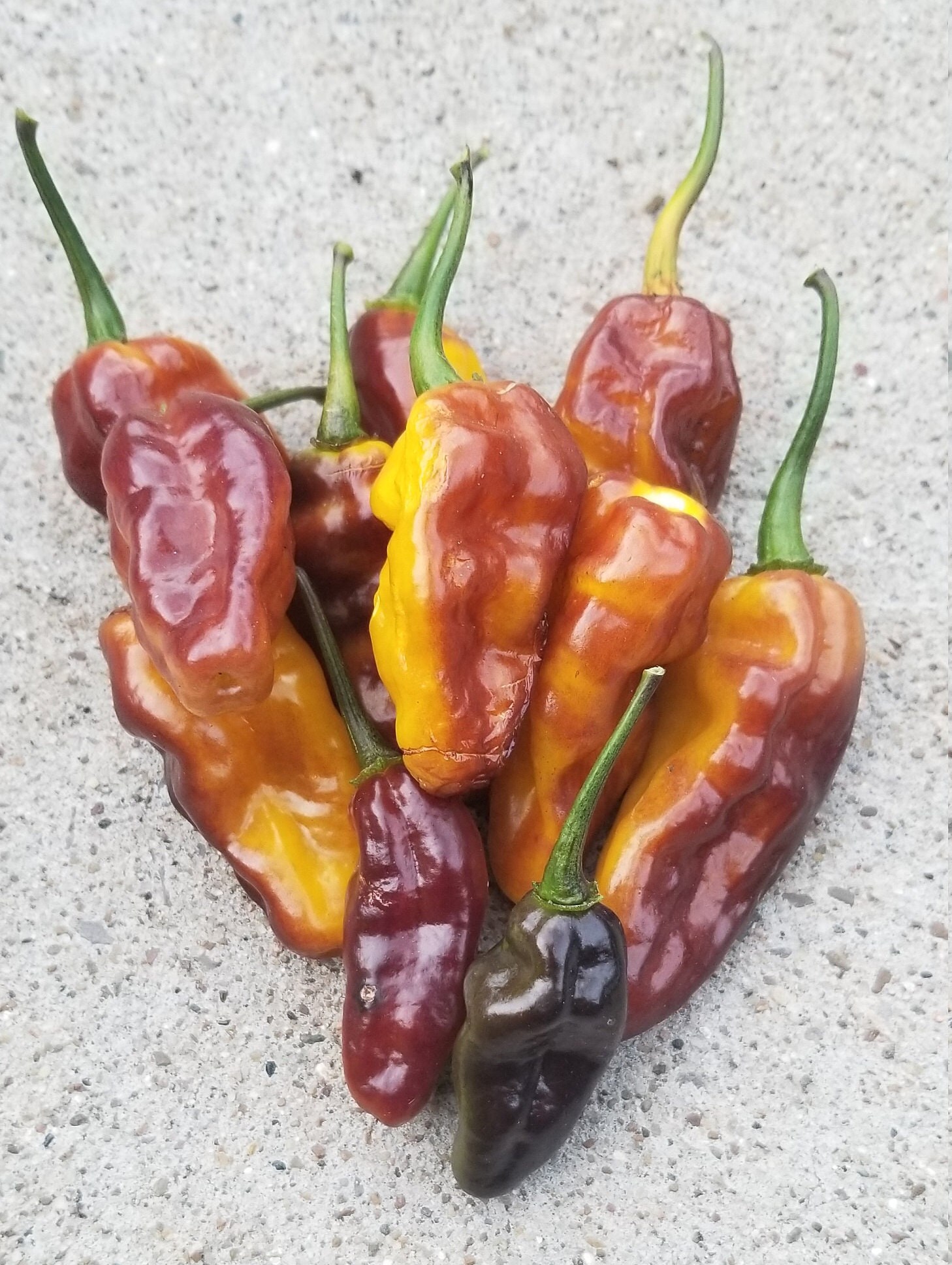 Puma Pepper Seeds - Etsy