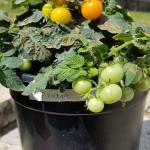 Pinocchio Micro Dwarf Tomato Seeds - Etsy