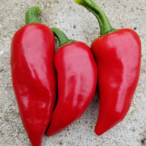 Candy Cane Pepper Seeds - Etsy