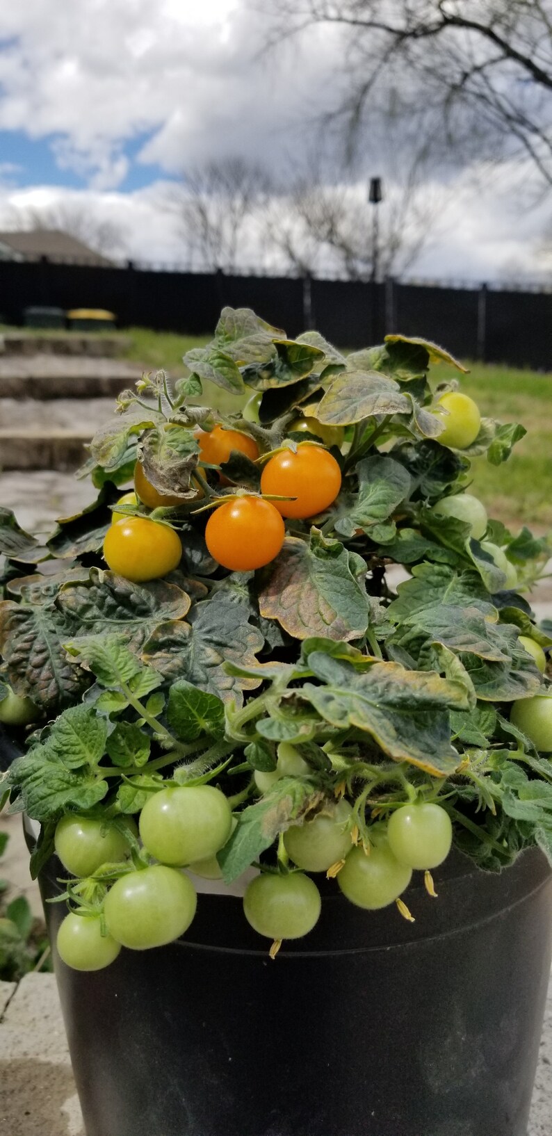 Pinocchio Micro Dwarf Tomato Seeds - Etsy