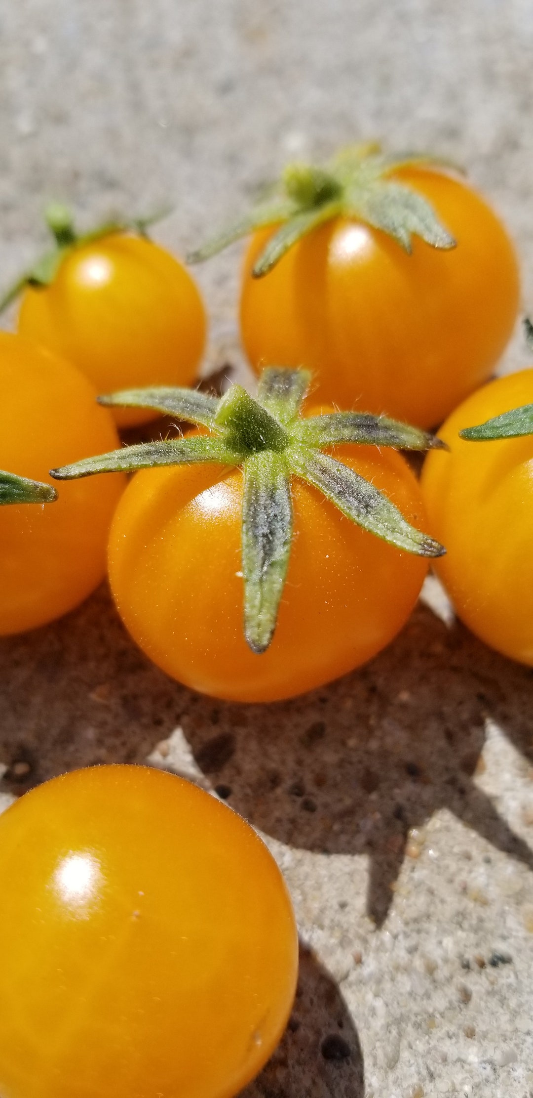 Pinocchio Micro Dwarf Tomato Seeds - Etsy