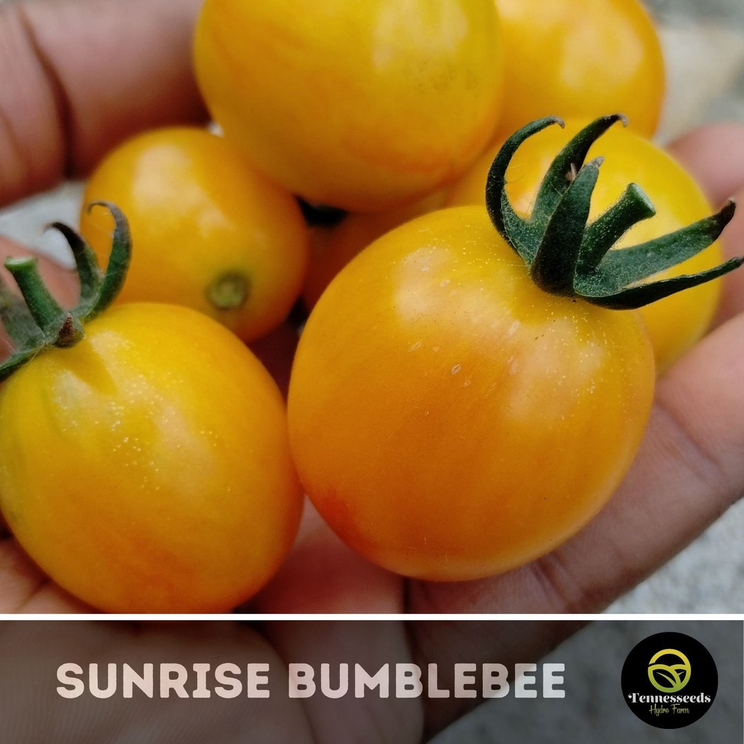 Sunrise Bumblebee Tomato Seeds - Etsy