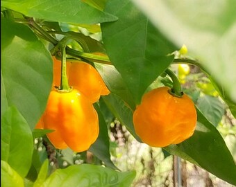 Yellow Brain Strain/yellow 7 Pot Pepper Seeds | Superhot | Organic ...
