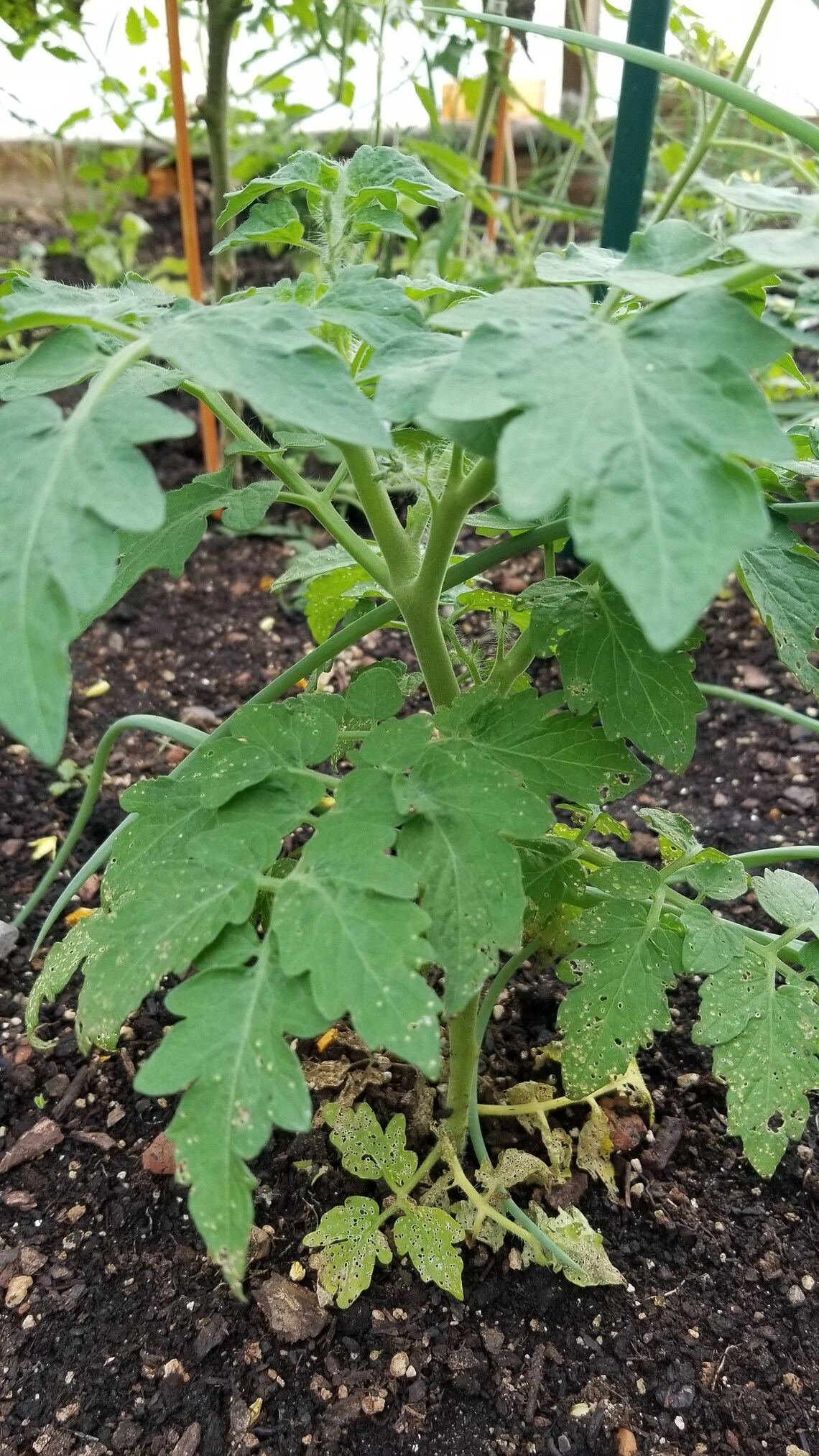 Pygmy pigmy Micro Dwarf Tomato Seeds - Etsy