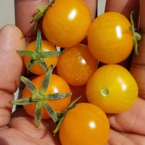 Pinocchio Micro Dwarf Tomato Seeds - Etsy