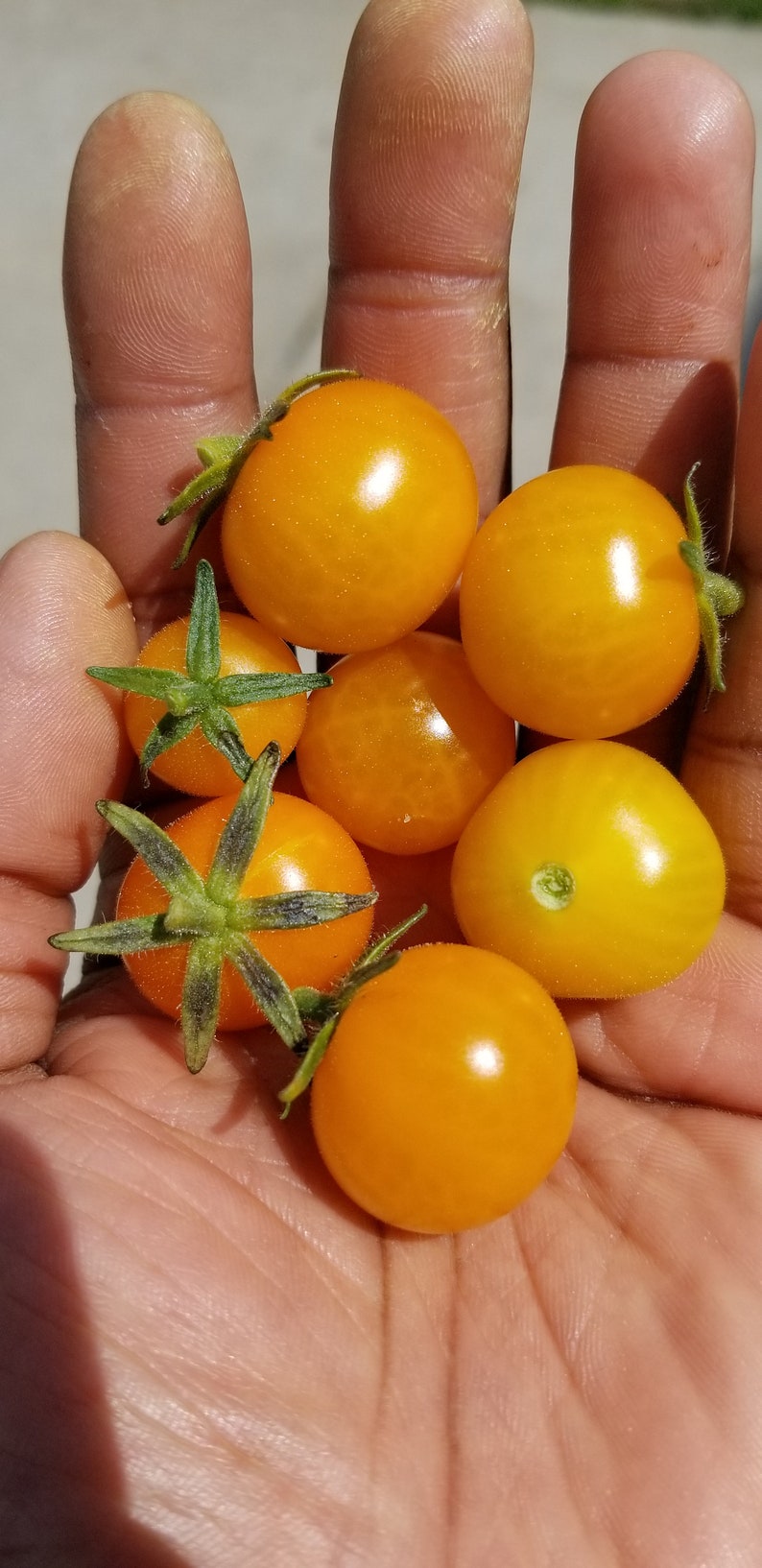 Pinocchio Micro Dwarf Tomato Seeds - Etsy