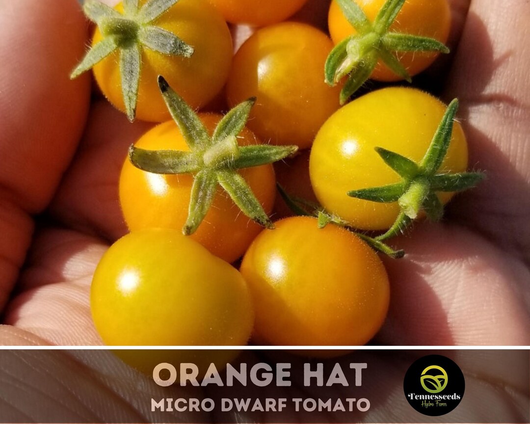 Orange Hat Micro Dwarf Tomato Seeds - Etsy