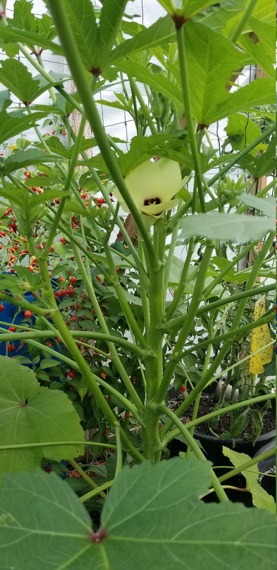 Cow Horn Okra Seeds - Etsy