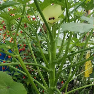 Cow Horn Okra Seeds - Etsy