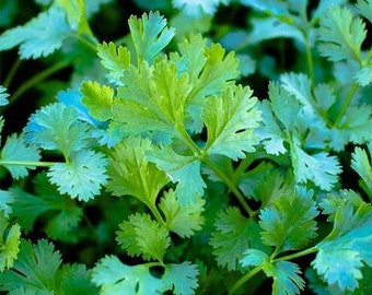 Heirloom Cilantro Seeds - Slow Bolt (non-gmo) - Etsy