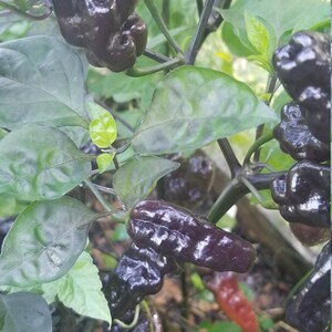 Puma Pepper Seeds - Etsy