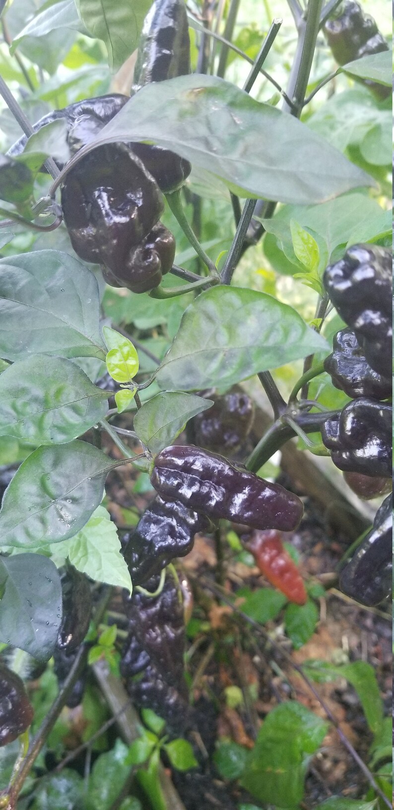 Puma Pepper Seeds - Etsy