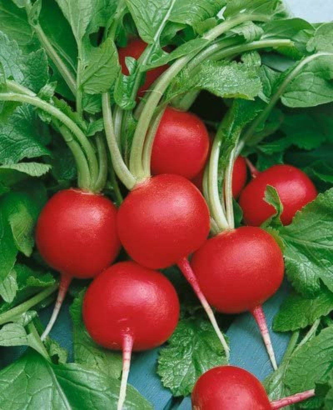 Champion Radish Seeds - Etsy
