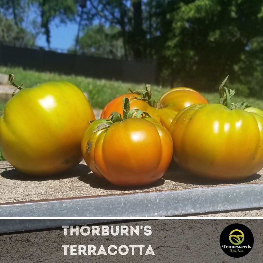 Thorburn's Terracotta Tomato Seeds - Etsy