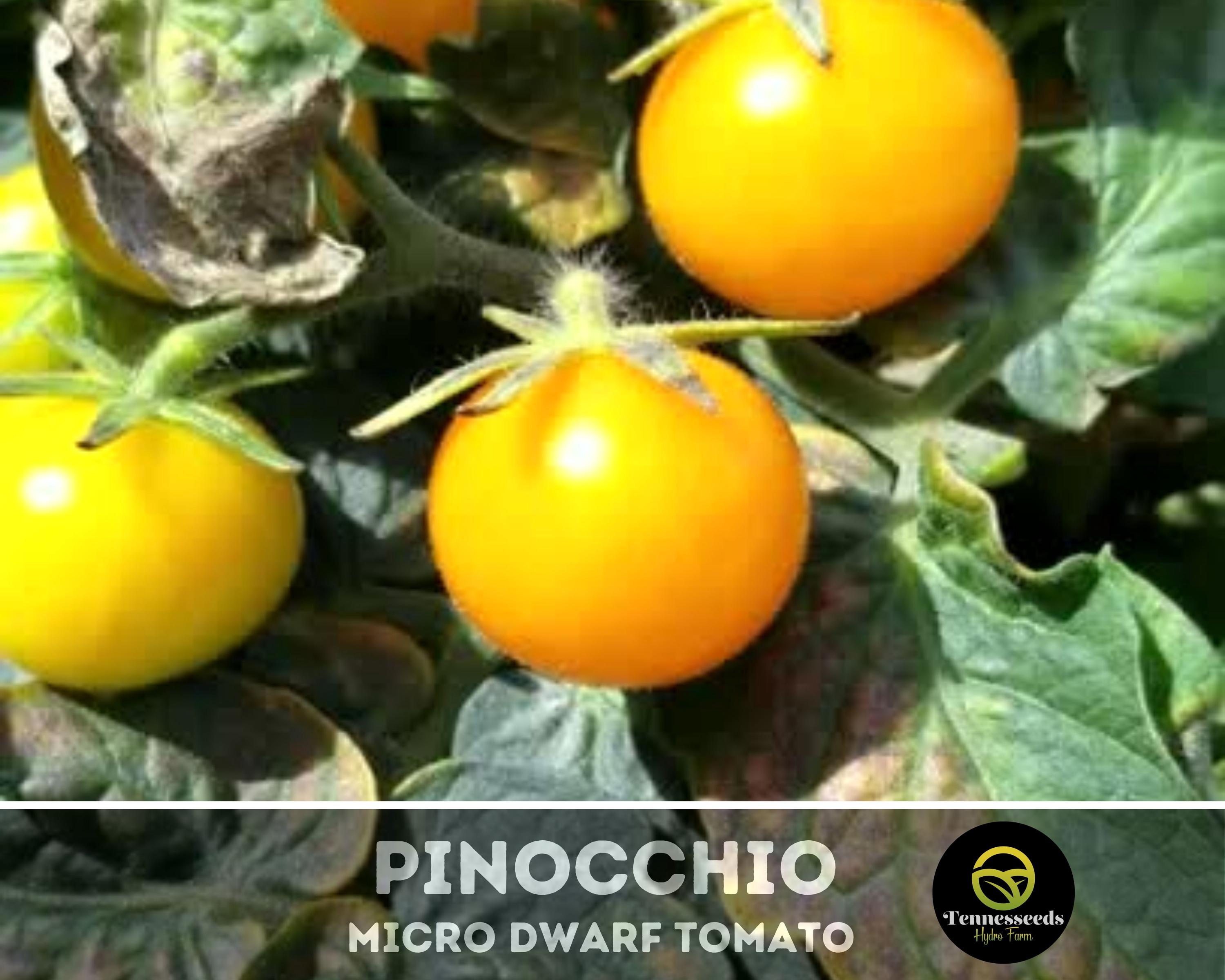 Pinocchio Micro Dwarf Tomato Seeds - Etsy