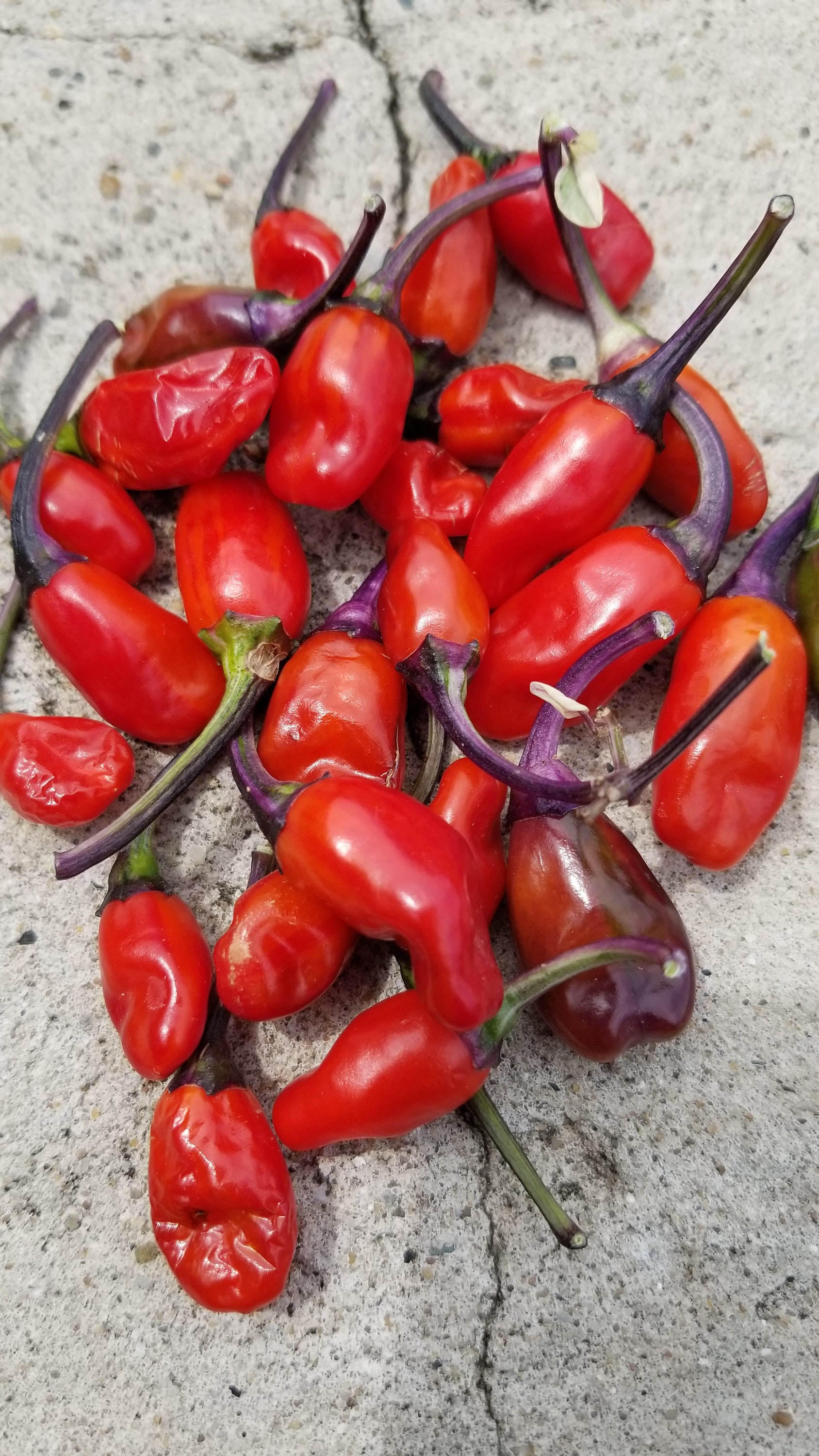 Jigsaw Pepper Seeds - Etsy