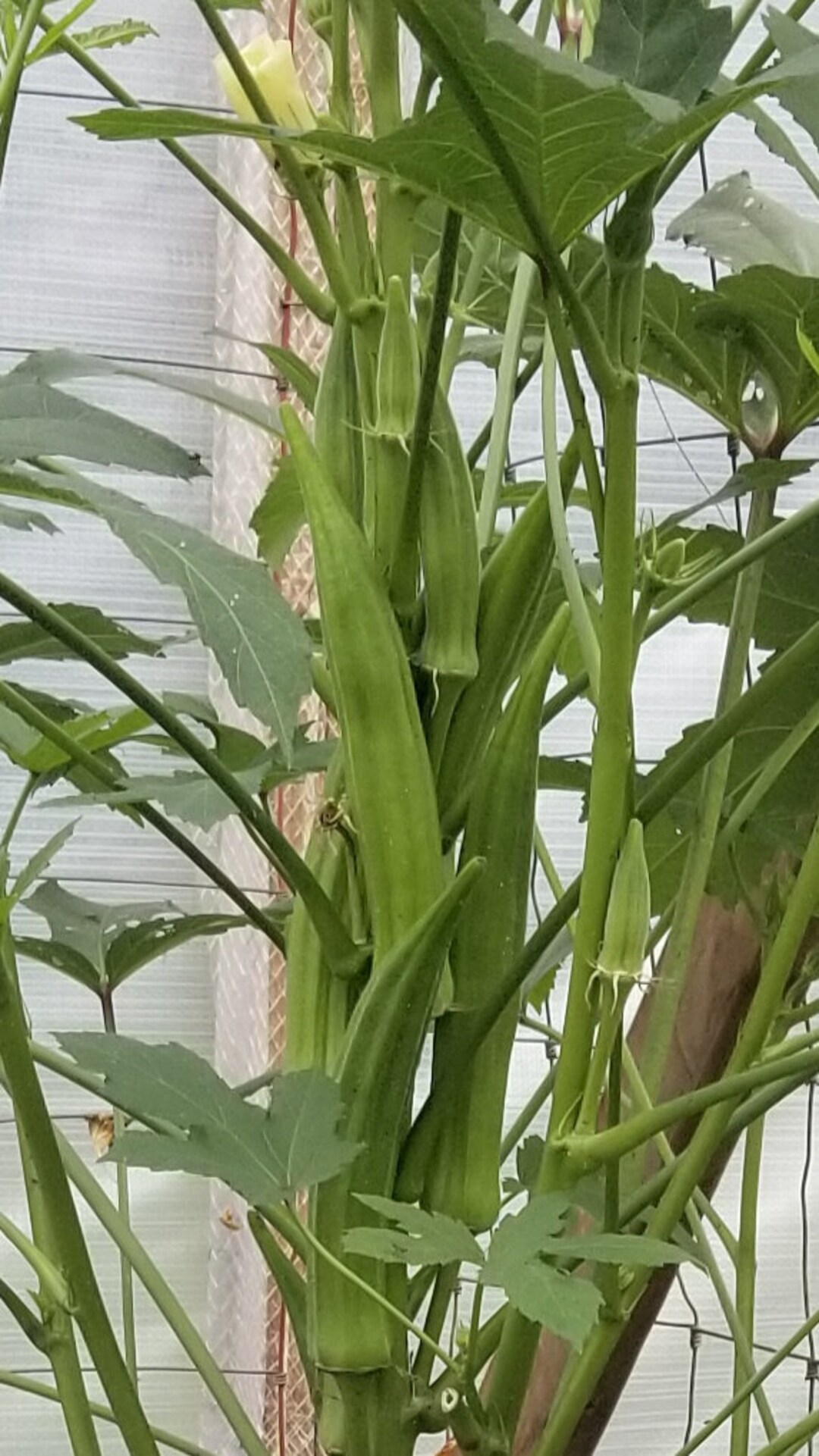 Cow Horn Okra Seeds - Etsy