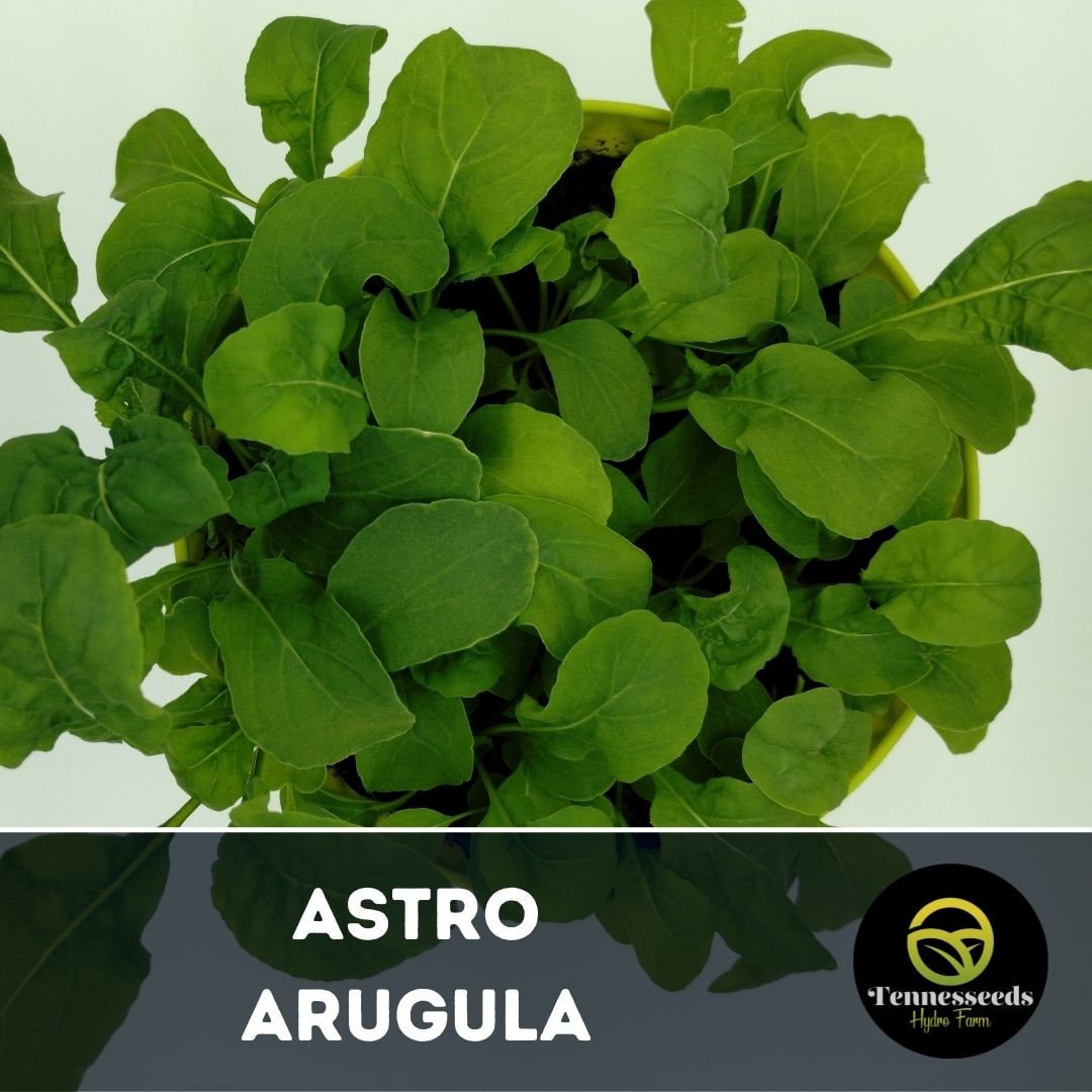 Astro Arugula Seeds - Etsy