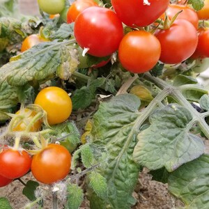 Pygmy pigmy Micro Dwarf Tomato Seeds - Etsy