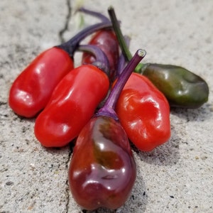 Jigsaw Pepper Seeds - Etsy