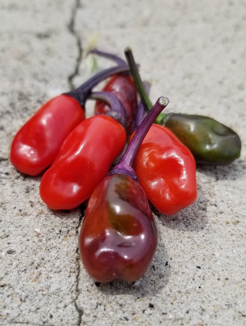 Jigsaw Pepper Seeds - Etsy