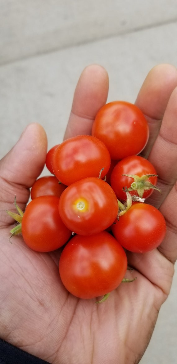 Pygmy pigmy Micro Dwarf Tomato Seeds - Etsy