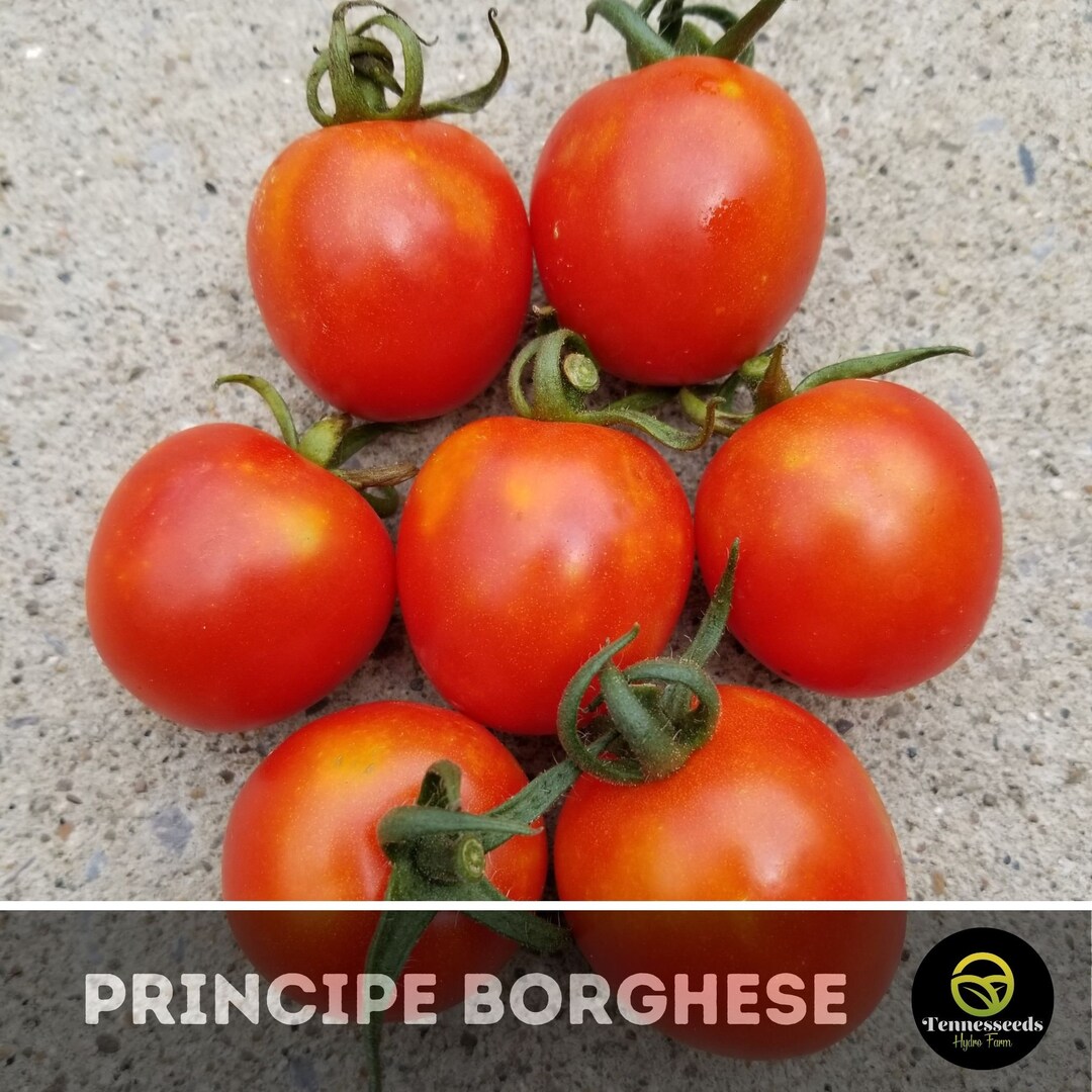 Principe Borghese Tomato Seed - Etsy