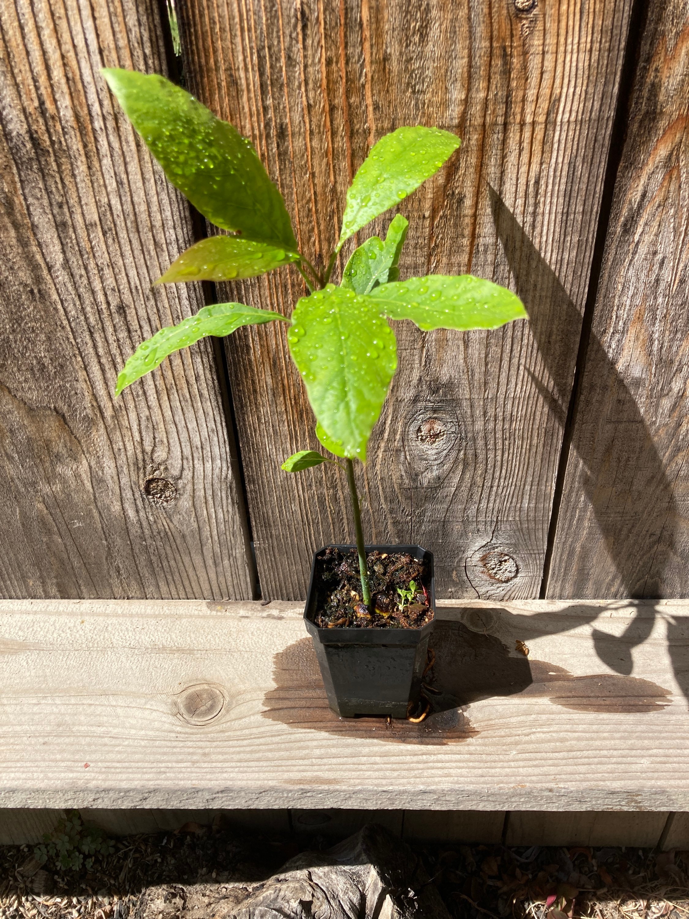 Hass Avocado Live Tree | Non GMO, Naturally Grown Seedling | Free ...