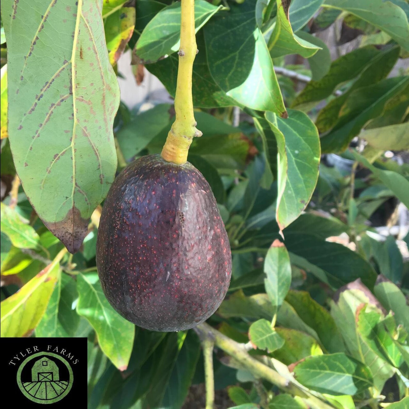 12 Hass Avocado Seeds | Non GMO, Naturally Grown in USA - Etsy