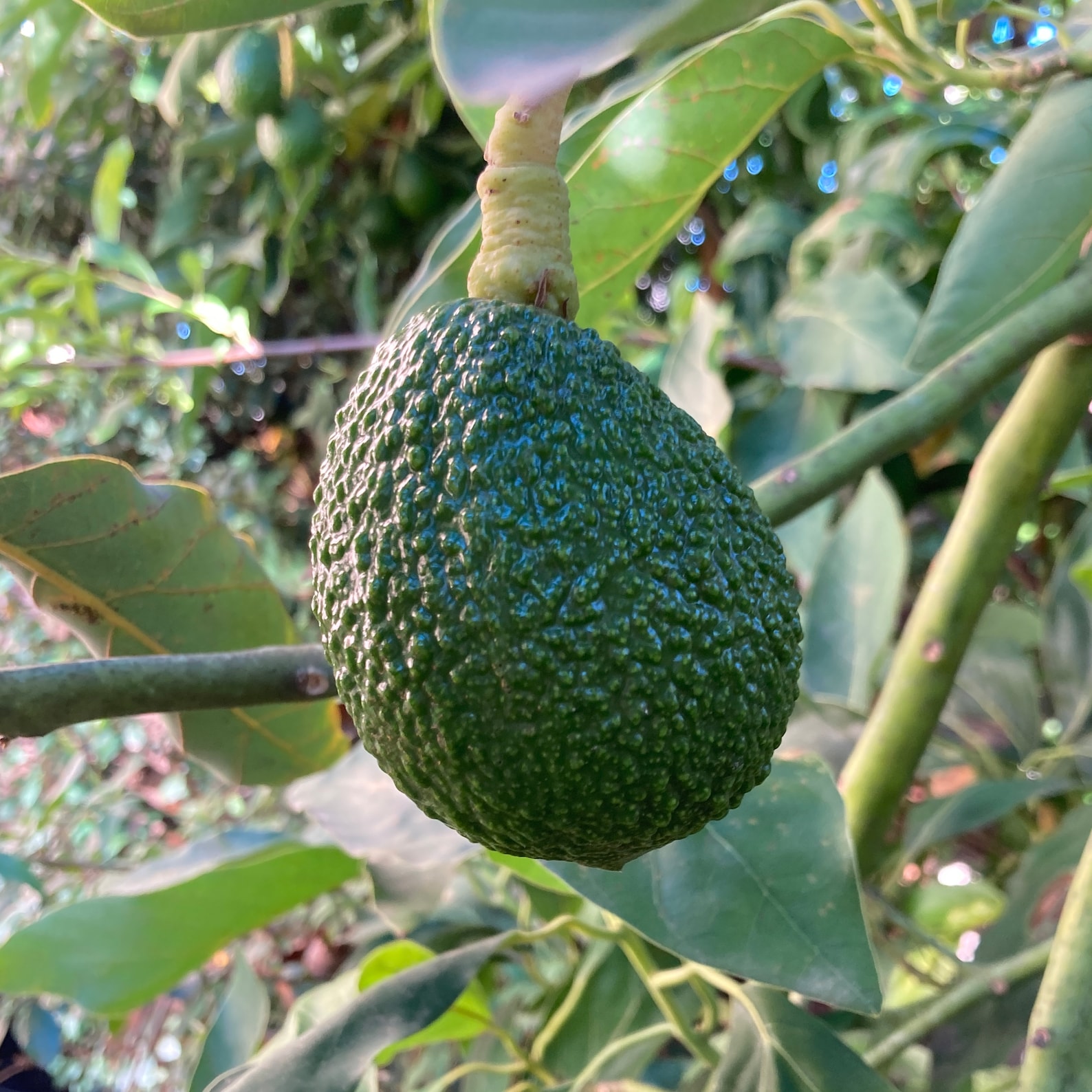 Hass Avocado Live Tree | Non GMO, Naturally Grown Seedling | Free ...