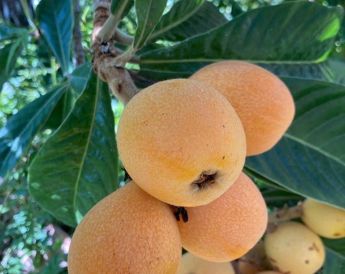 4 Loquat Seedlings 2024 - Etsy