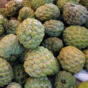 10+ Sugar Apple Seeds | Naturally Grown, Non GMO Tropical Fruit Seeds ...