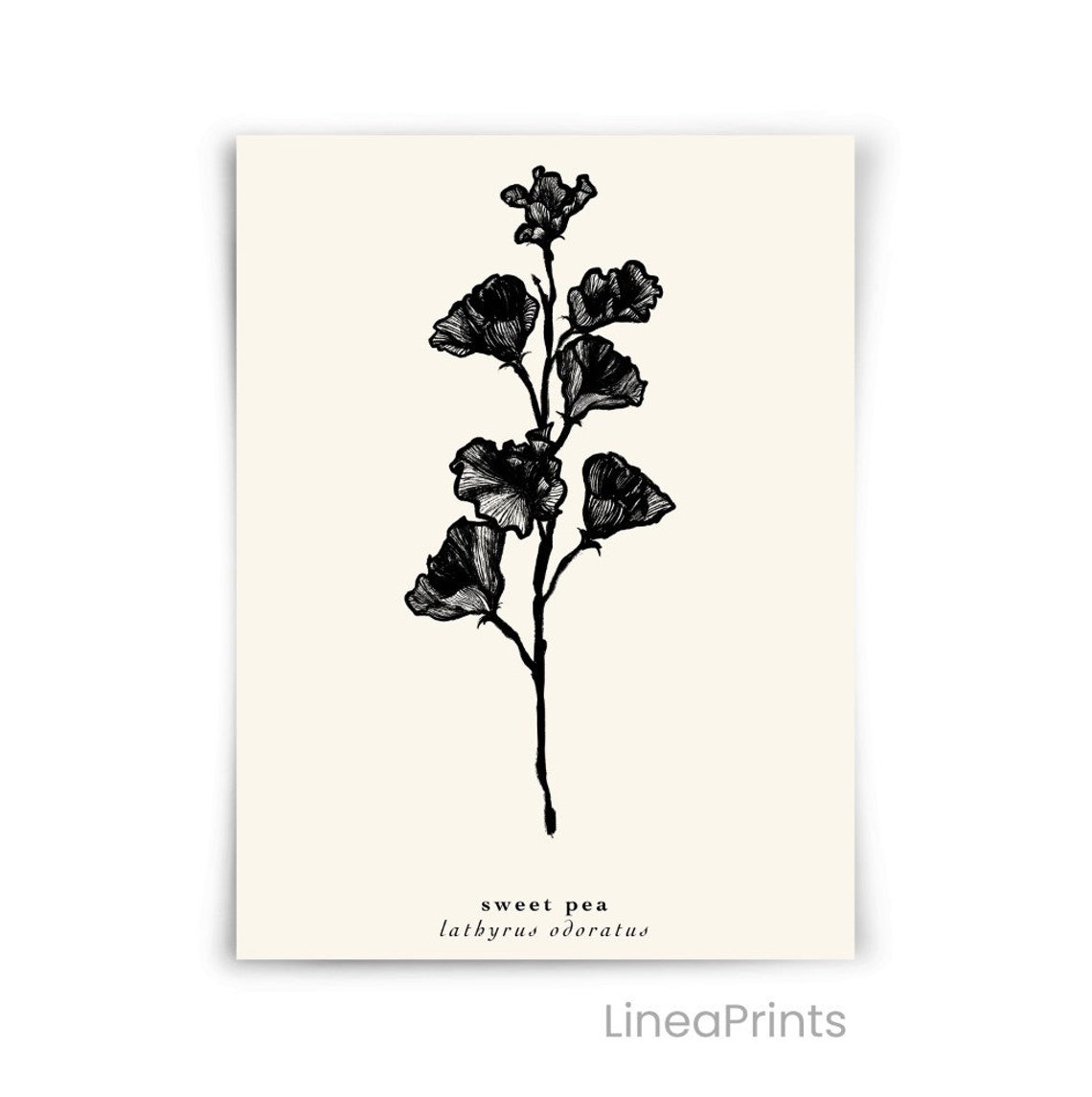 Minimal Flower Print Printable Wall Art Sweet Pea Flower - Etsy