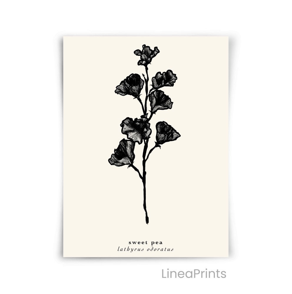 Minimal Flower Print Printable Wall Art Sweet Pea Flower - Etsy