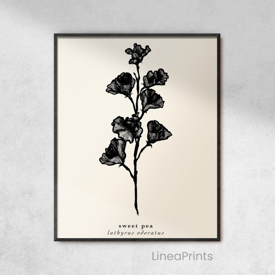 Minimal Flower Print | Printable Wall Art, Sweet Pea Flower Print ...