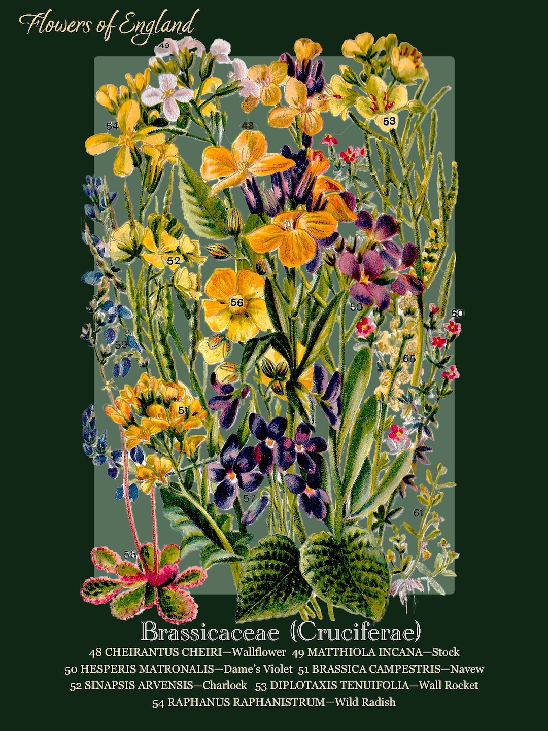 Printable Victorian Floral Wall Art. Wallflower and Other English ...