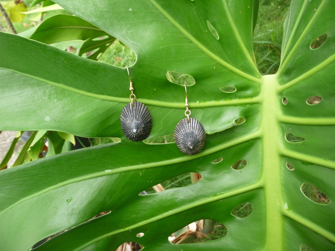 Native Hawaiian Opihi Shell - Etsy