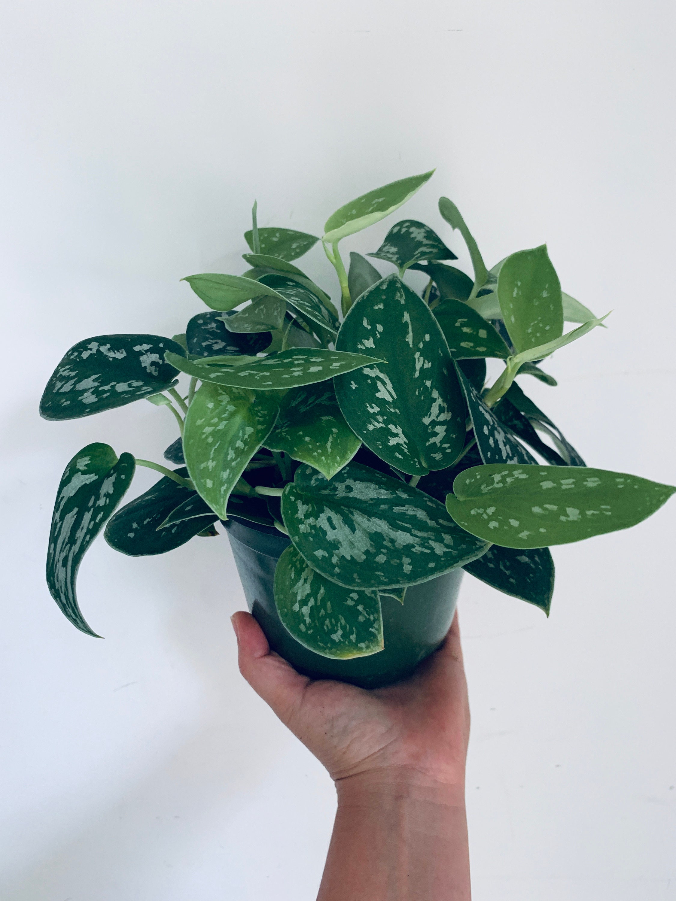 6 Satin Pothos-Scindapsus pictus 'Argyraeus' air | Etsy